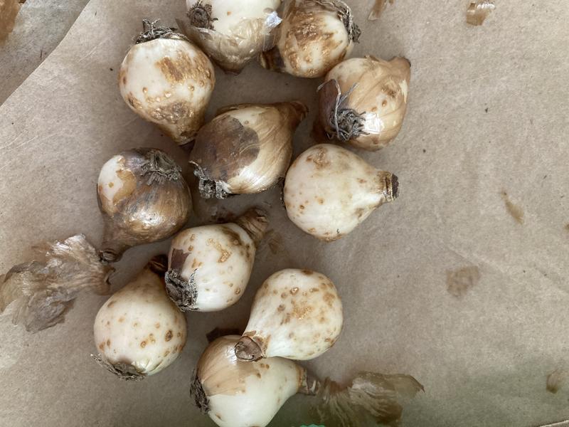 Van Zyverden White Snowdrop Bulbs 12-Count 87116 at Lowes.com