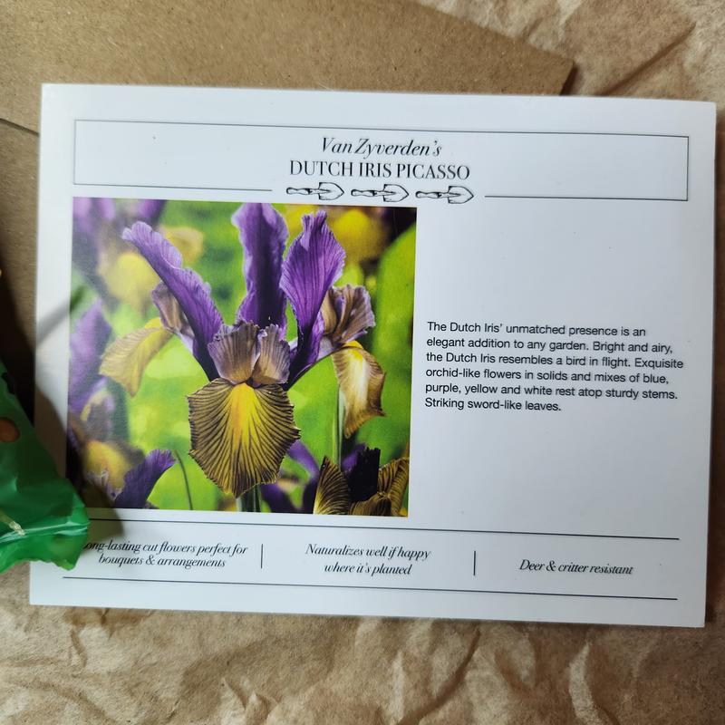Van Zyverden Multicolor Dutch Iris Picasso Bulbs 25-Count 84529 at ...