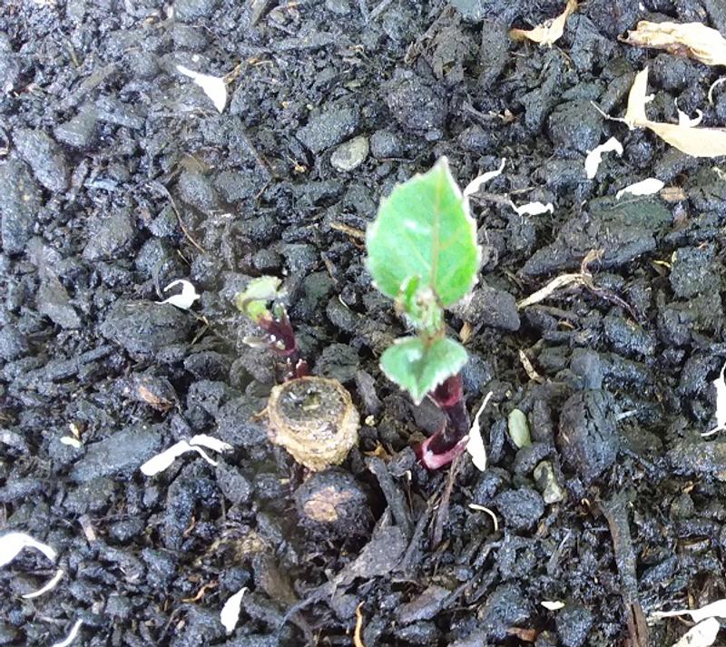 Van Zyverden Red Dahlias Garden Wonder Bulbs 5-Count 84507 at Lowes.com