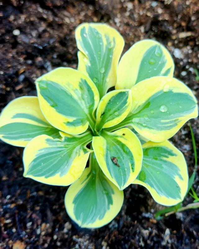 Van Zyverden Green Hosta Mighty Mouse Ears Bulbs 3-Count 84568 at Lowes.com