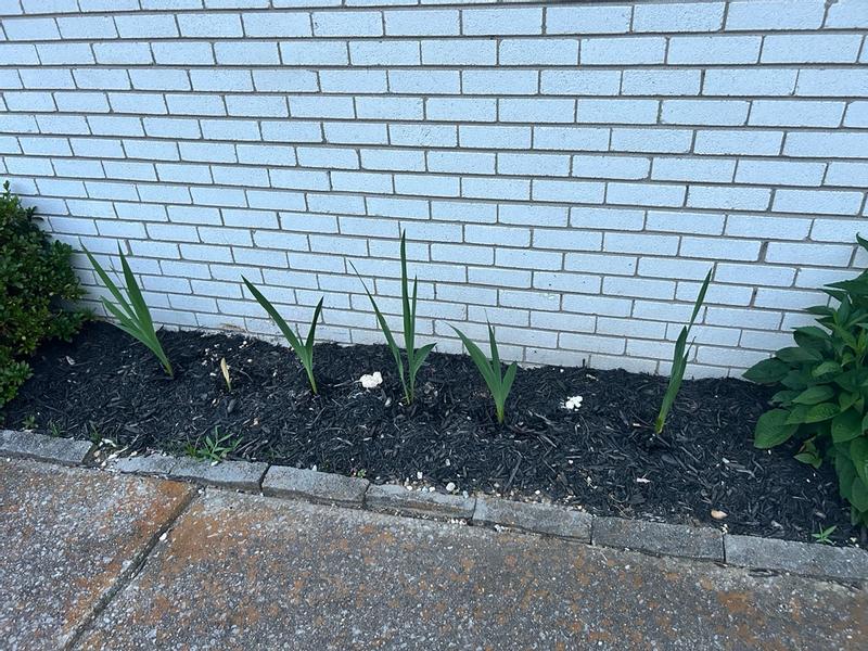 Van Zyverden Multicolor Gladiolus Amber Mystique Bulbs 12 Count in the Plant Bulbs department at ...