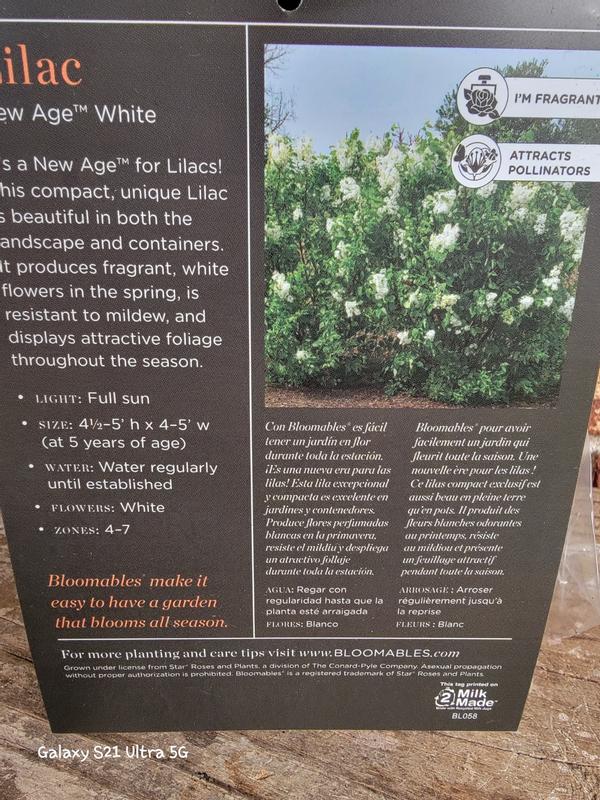 Van Zyverden White Bloomables Lilac New Age White Bulbs 84587 at Lowes.com