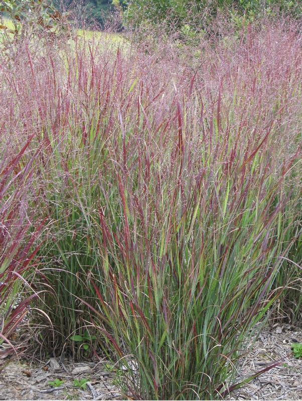 Van Zyverden Red Ornamental Grass Red Switch Grass Bulbs 84590 at Lowes.com