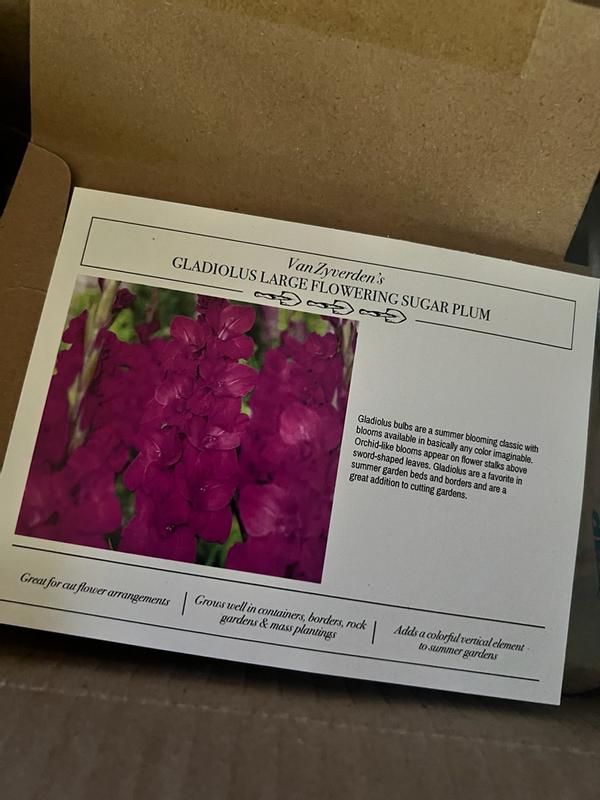 Van Zyverden Purple Gladiolus Sugar Plum Bulbs 12 Count in the Plant ...