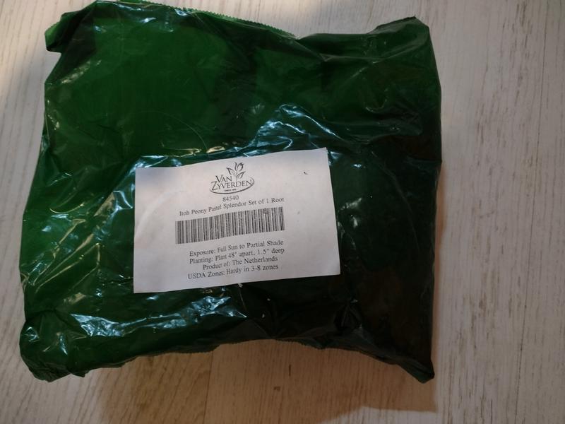 Van Zyverden Multicolor Itoh Peony Pastel Splendor Bulbs 84540 at Lowes.com