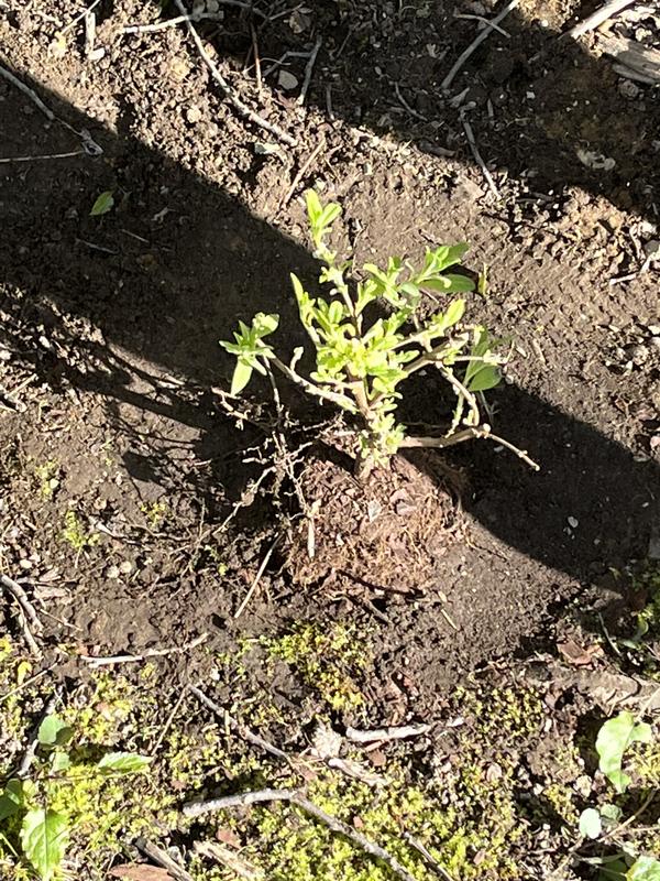 Van Zyverden Purple Bloomables Lilac New Age Lavender Bulbs 84586 at ...