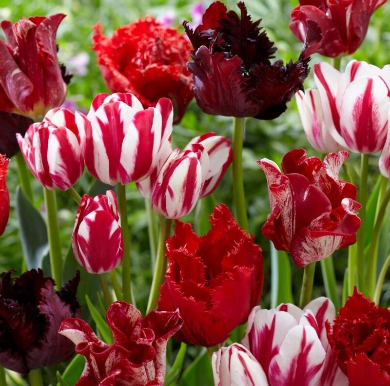 Van Zyverden Multicolor Tulips Bulbs 25-Count 88027 at Lowes.com