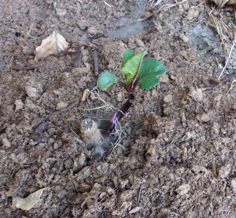 Van Zyverden Red Dahlias Garden Wonder Bulbs 5-Count 84507 at Lowes.com