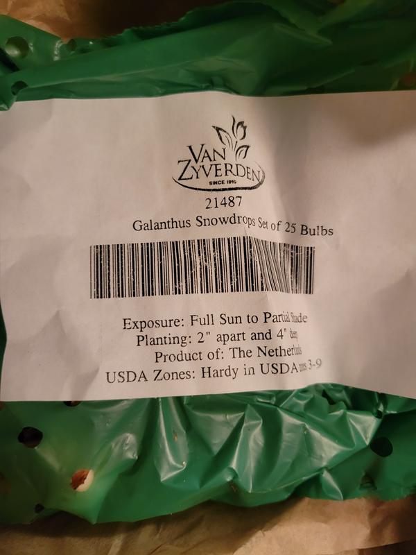 Van Zyverden White Snowdrop Bulbs 12-Count 87116 at Lowes.com