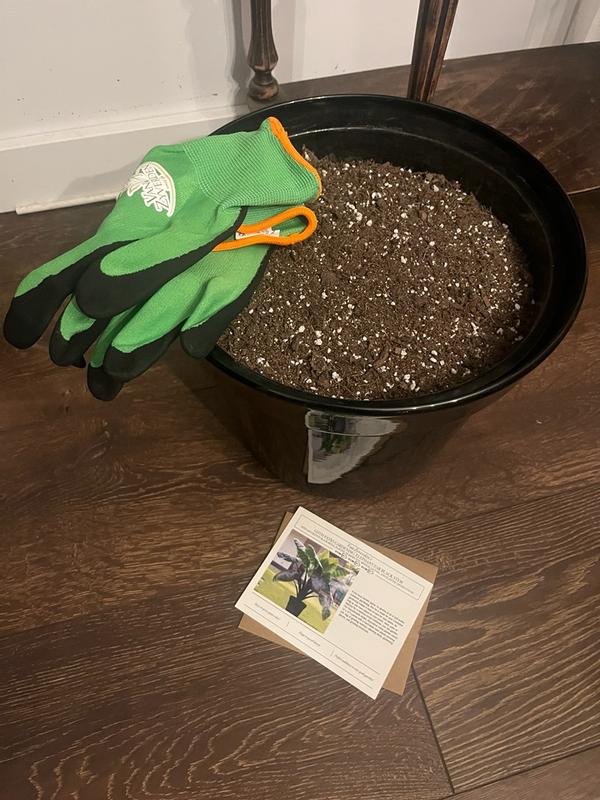 Van Zyverden Green Goth Patio Elephant Ear Black Stem Kit Bulbs 1 Count ...