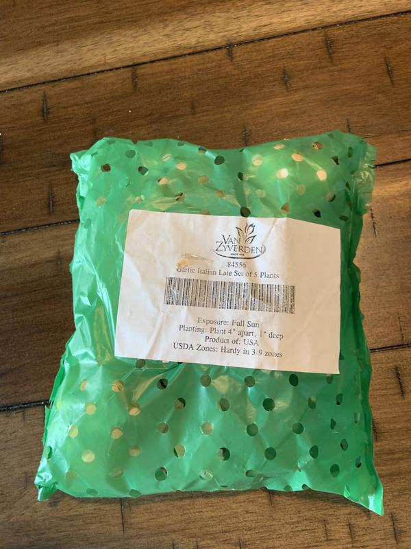 Van Zyverden White Garlic Italian Late Bulbs 5-Count 84556 at Lowes.com