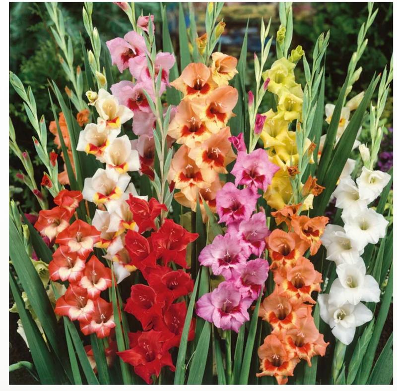 Van Zyverden Multicolor Gladiolus Sapporo Bulbs 12 Count in the Plant Bulbs department at Lowes.com