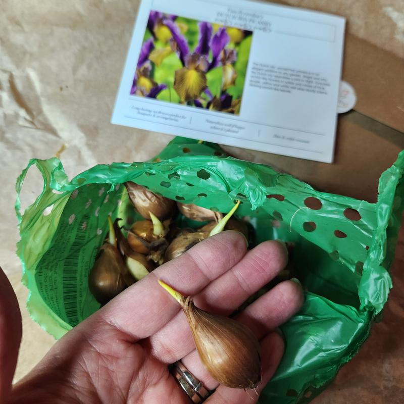 Van Zyverden Multicolor Dutch Iris Picasso Bulbs 25-Count 84529 at ...