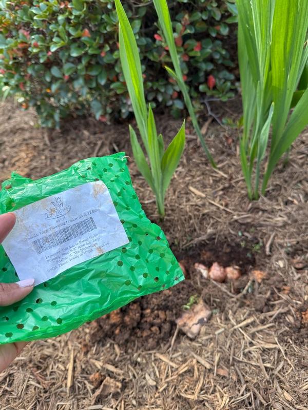 Van Zyverden Purple Gladiolus Lumiere Bulbs 12 Count in the Plant Bulbs ...