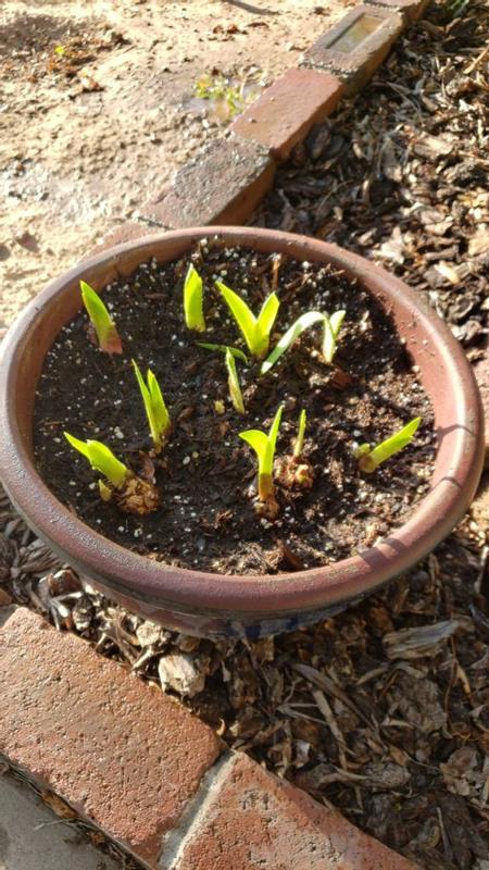 Van Zyverden Multicolor Gladiolus Circus Color Bulbs 12 Count in the ...