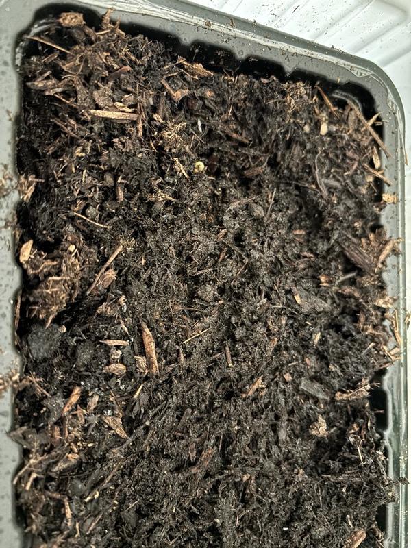 Van Zyverden Purple Butter Cups Double Purple Bulbs 7 Count in the ...