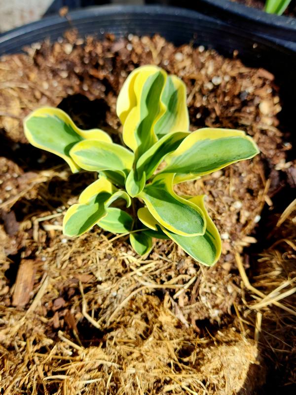 Van Zyverden Green Hosta Mighty Mouse Ears Bulbs 3-Count 84568 at Lowes.com