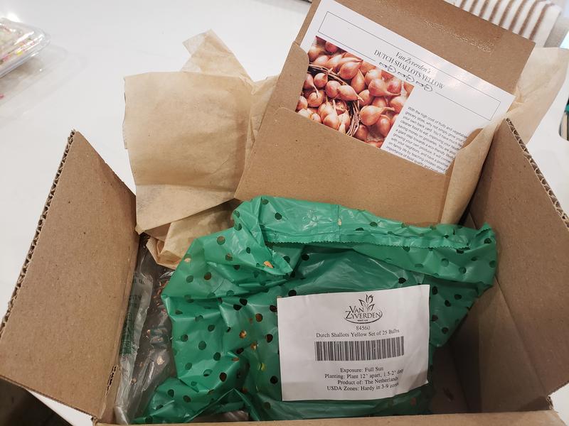 Van Zyverden Dutch Shallots Yellow, Set of 25 Bulb, 84560 at Tractor ...