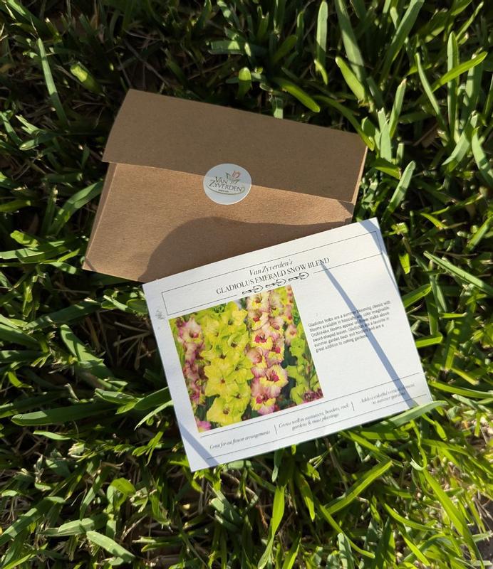 Van Zyverden Multicolor Gladiolus Emerald Snow Bulbs 15 Count in the ...