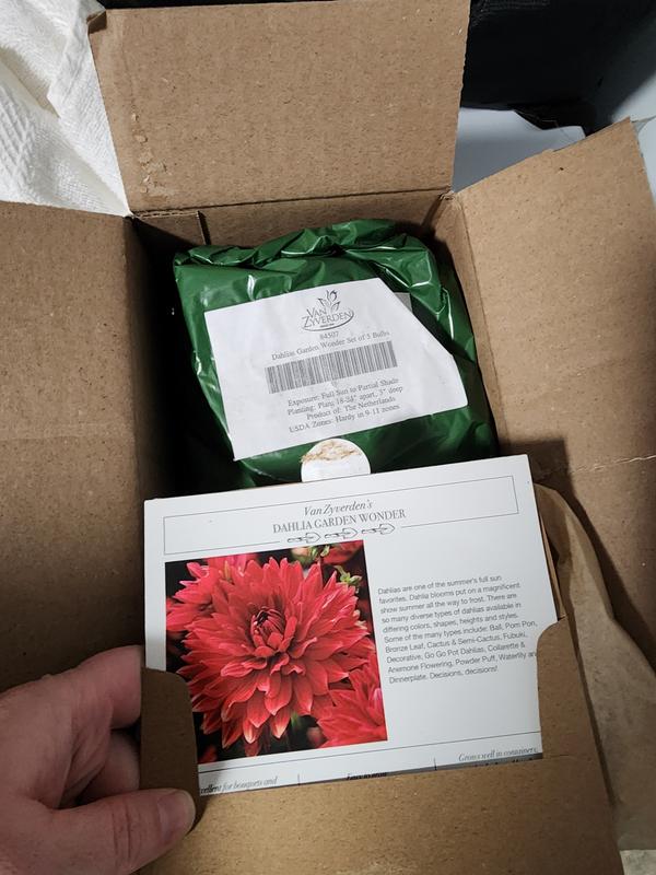 Van Zyverden Red Dahlias Garden Wonder Bulbs 5-Count 84507 at Lowes.com