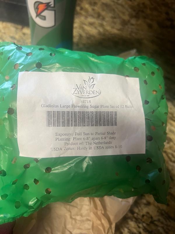 Van Zyverden Purple Gladiolus Sugar Plum Bulbs 12 Count in the Plant ...