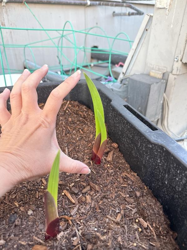 Van Zyverden Purple Gladiolus Sugar Plum Bulbs 12 Count in the Plant ...