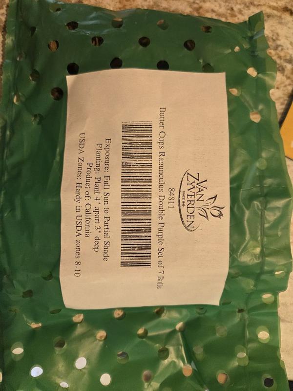 Van Zyverden Purple Butter Cups Double Purple Bulbs 7 Count in the ...