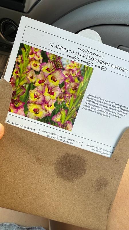 Van Zyverden Multicolor Gladiolus Sapporo Bulbs 12 Count in the Plant Bulbs department at Lowes.com