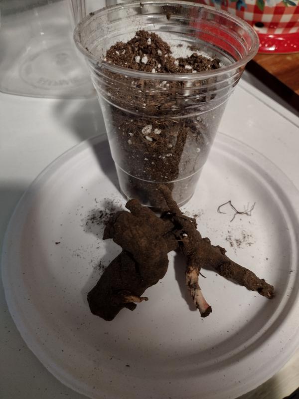 Van Zyverden Multicolor Itoh Peony Pastel Splendor Bulbs 84540 at Lowes.com