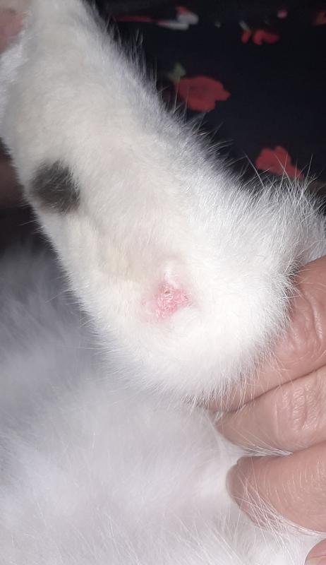 Acute Moist Dermatitis In Cats | ppgbbe.intranet.biologia.ufrj.br