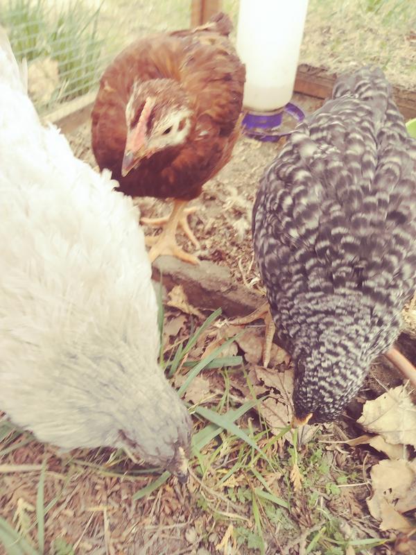 Vetericyn Plus Antimicrobial Poultry Care Spray, 8 oz. at Tractor Supply Co