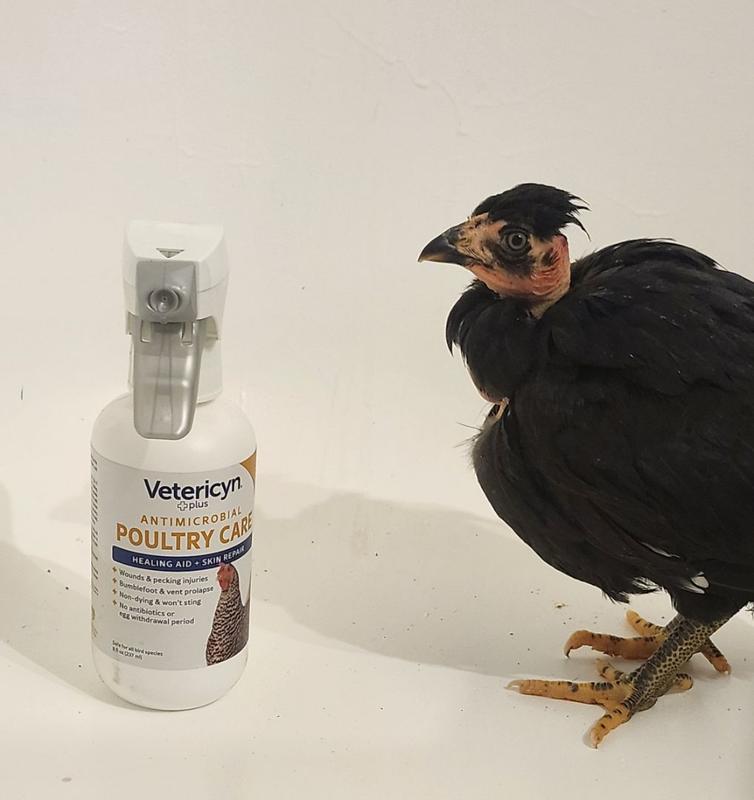 Vetericyn Plus Antimicrobial Poultry Care Spray, 8 oz. at Tractor Supply Co