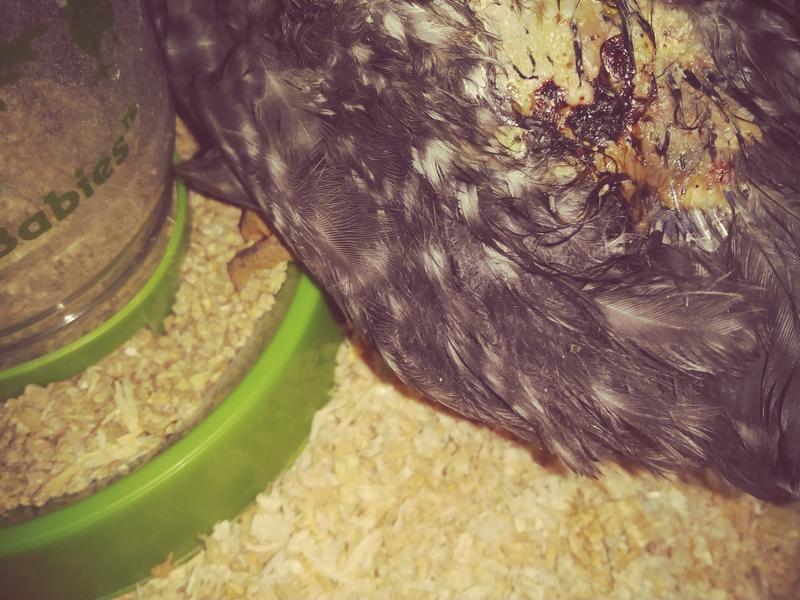 Vetericyn Plus Antimicrobial Poultry Care Spray, 8 oz. at Tractor Supply Co