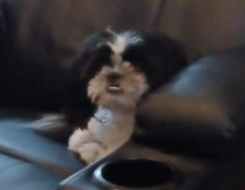 Pro-Pectalin Anti-Diarrheal Oral Paste for Dogs and Cats at Tractor ...