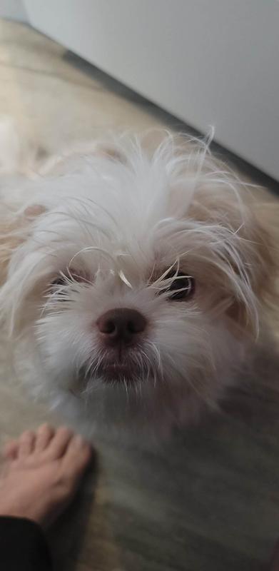 Pro-Pectalin Anti-Diarrheal Oral Paste for Dogs and Cats at Tractor ...