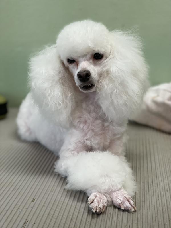 Pro-Pectalin Anti-Diarrheal Tablets for Dogs and Cats, 250 ct. at ...