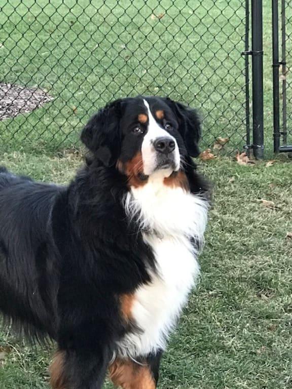 VetriScience Vetri-Mega Probiotic Dog & Cat Capsules, Count of 120 | Petco