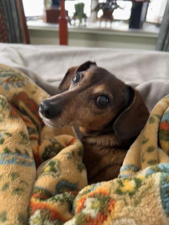 VetriScience Vetri Disc Dog Joint & Spine Health Supplement