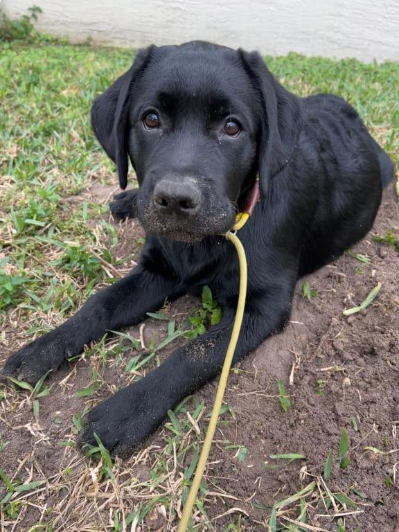 VetriScience NuCat Senior Multivitamin Fish Flavor Cat Chews, Count of ...