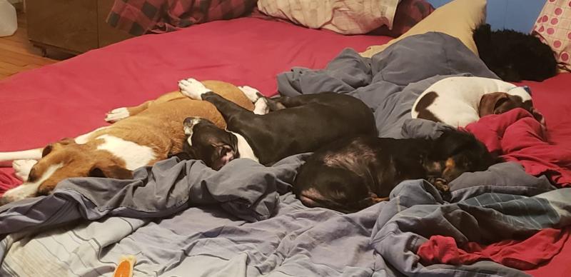 VetriScience NuCat Multivitamin Everyday Health Bite-Sized Fish Flavor ...