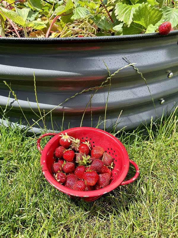 Vego Garden 9-cu ft 42-in W x 42-in L x 11-in H Pearl White Galvanized ...