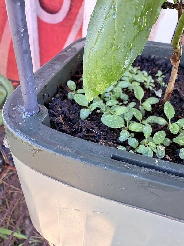 Vego Garden 2 -Pack Rectangle 7.3-in W x 17.5-in L Green Recycled ...