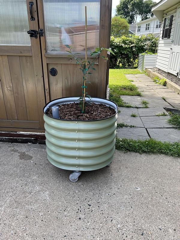 Vego Garden Self-Watering Rolling Citrus Tree Planter, White at Tractor ...