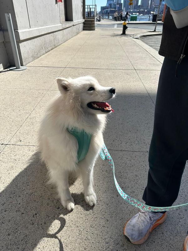 Wild One Cushioned Dog Harness | Bloomingdale's