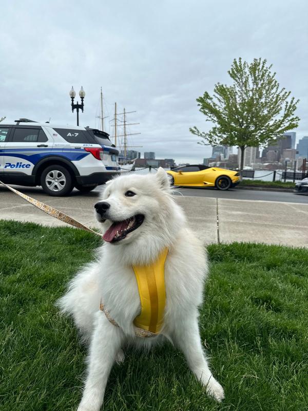 Wild One Cushioned Dog Harness | Bloomingdale's