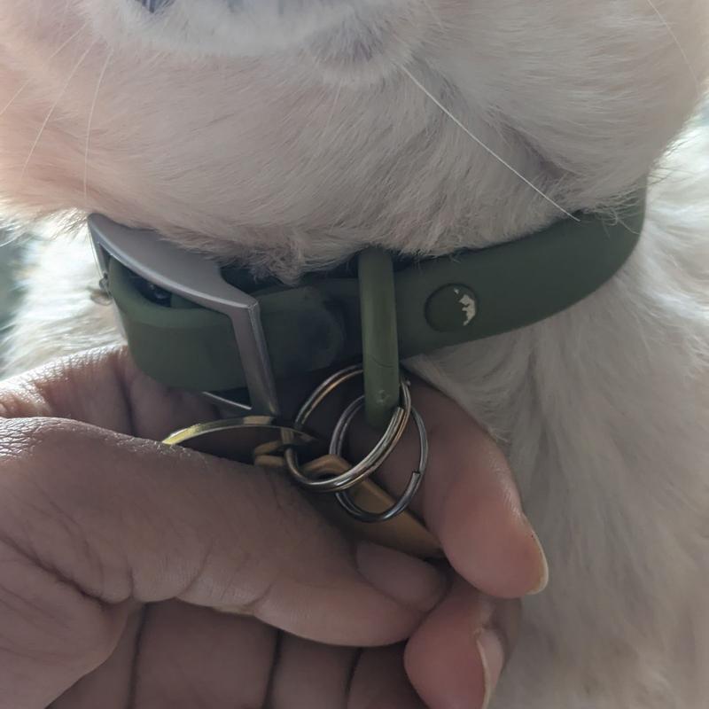 Wild One Collar for Dogs - Macy's