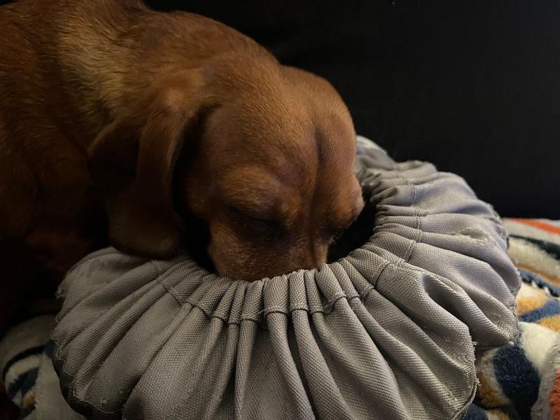 Yummers Freeze-Dried Cheddar Cheese Dog Food Topper, 2.5 oz. | Petco