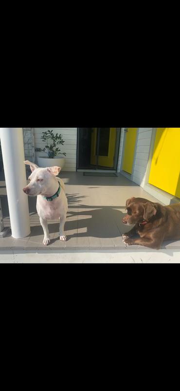 Yummers Freeze-Dried Cheddar Cheese Dog Food Topper, 2.5 oz. | Petco