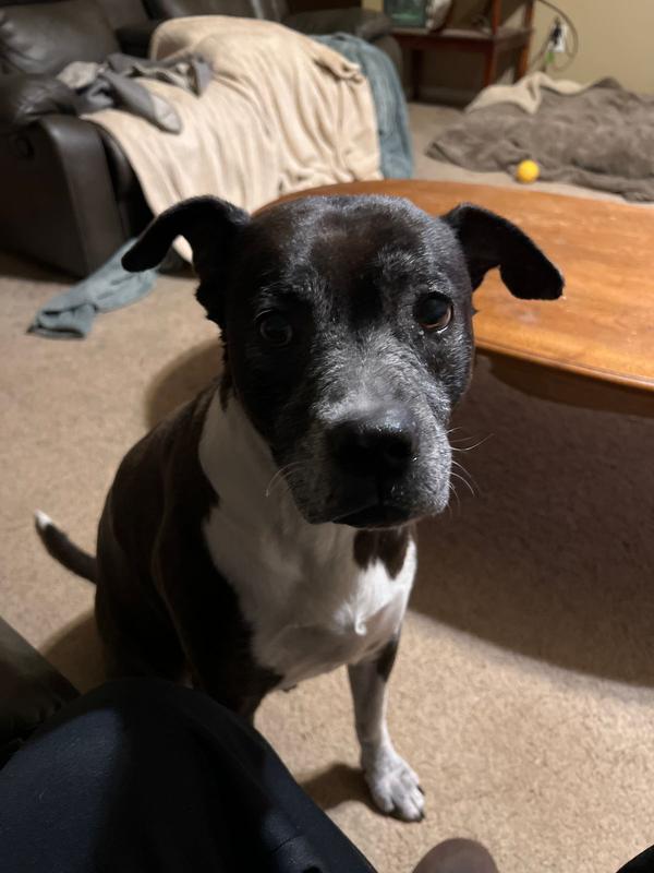 Yummers Freeze-Dried Cheddar Cheese Dog Food Topper, 2.5 oz. | Petco