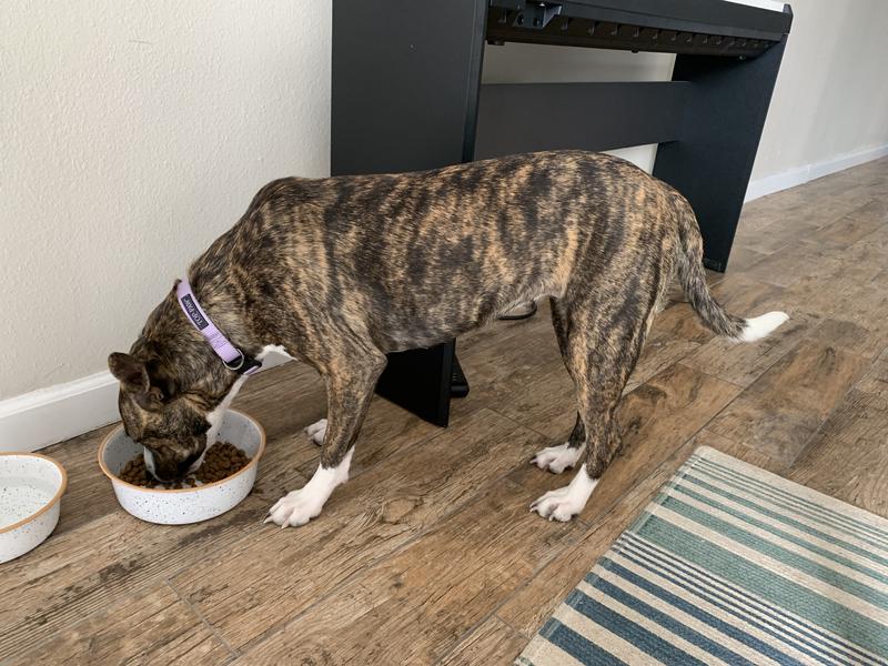 Yummers Freeze-Dried Cheddar Cheese Dog Food Topper, 2.5 oz. | Petco